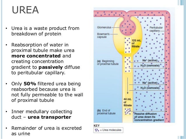 Renal system potassium and urea handling by Agasi