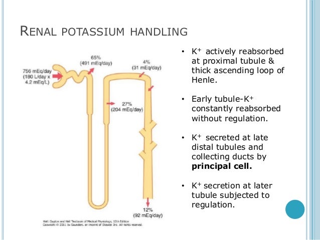 Renal system potassium and urea handling by Agasi