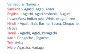 Agastya- sesbenia grandiflora | PPT