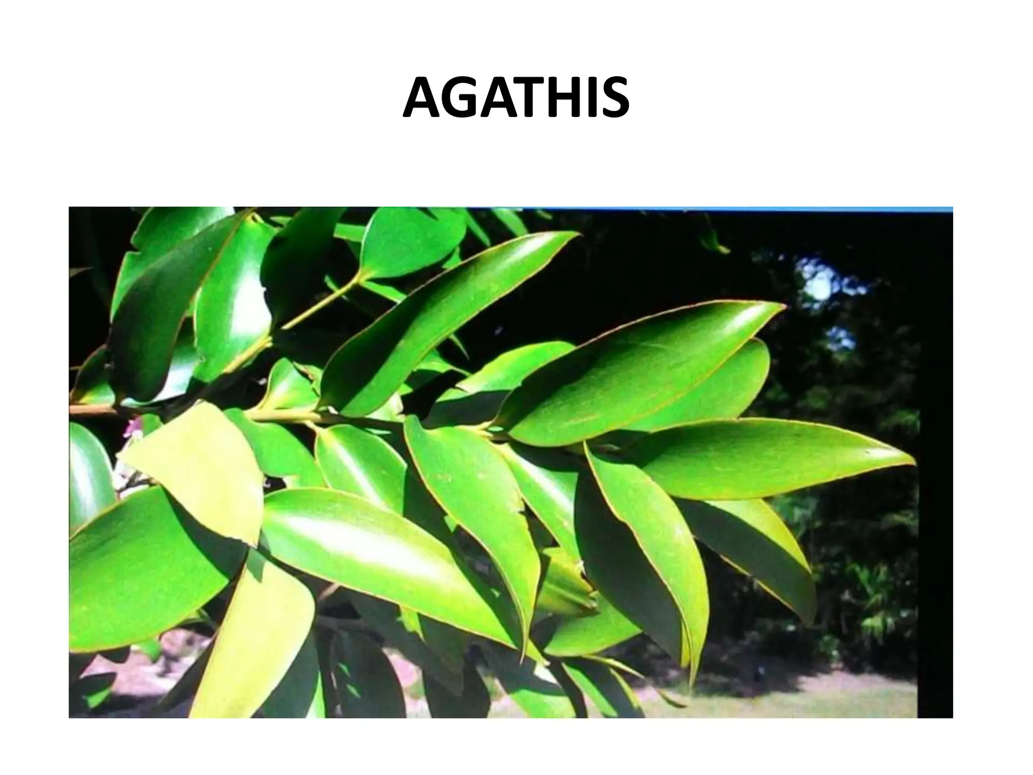 AGATHIS..............................pptx | Gardening | Home & Garden