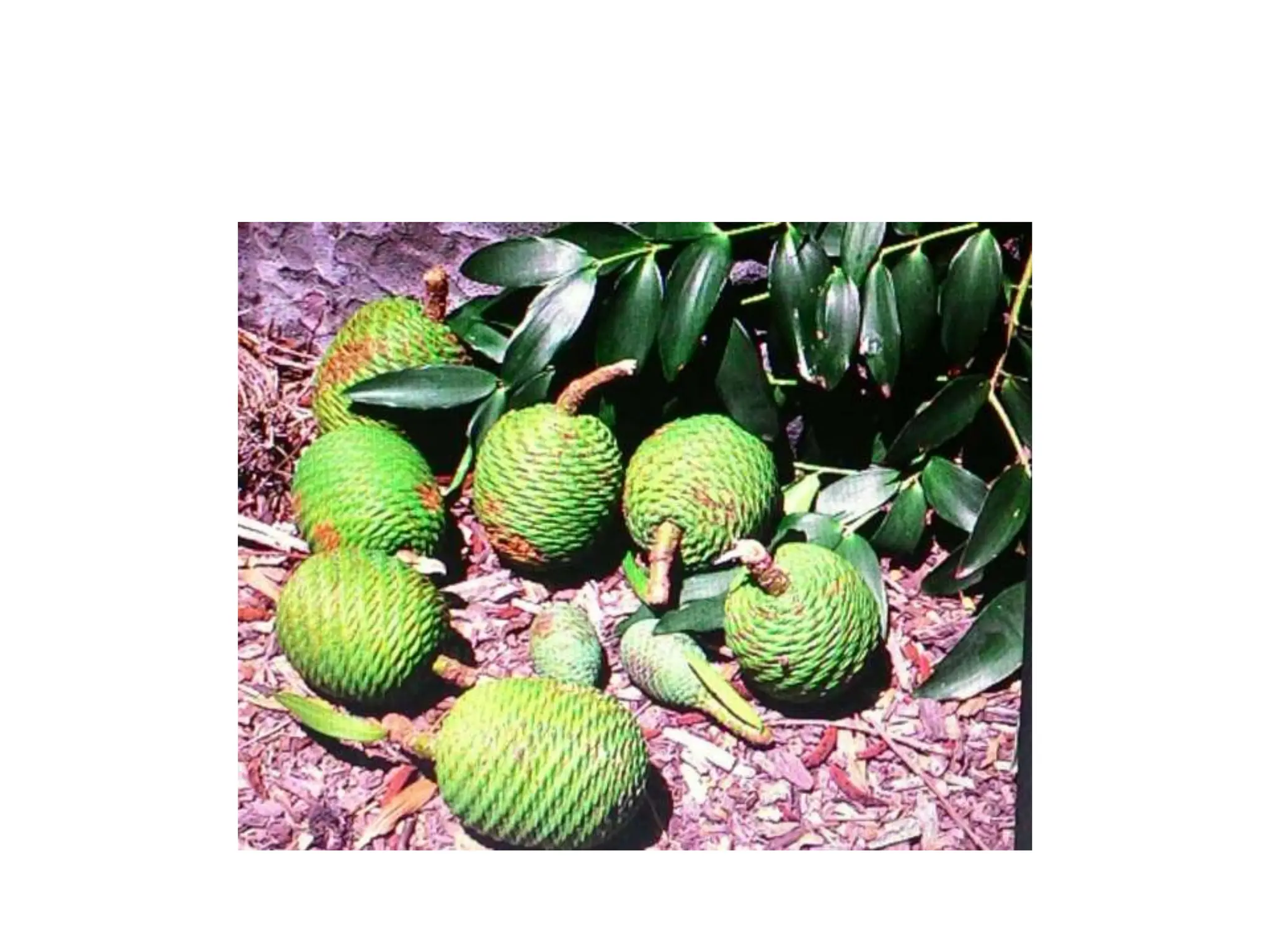 AGATHIS..............................pptx | Gardening | Home & Garden