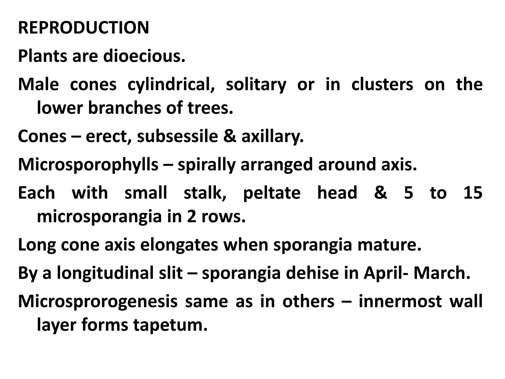 AGATHIS..............................pptx