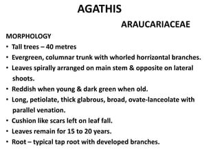 AGATHIS..............................pptx