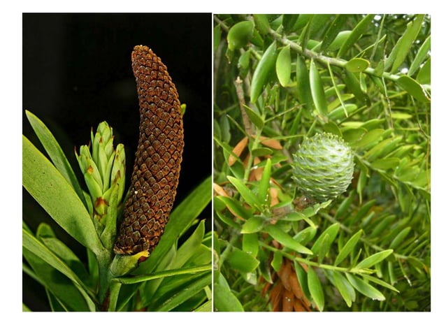 AGATHIS..............................pptx | Gardening | Home & Garden