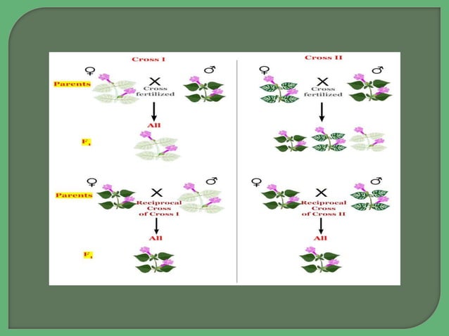 Cytoplasmic inheritance | PPTX | Genetics | Science
