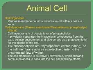 Cell & Its Orgenells | PPTX