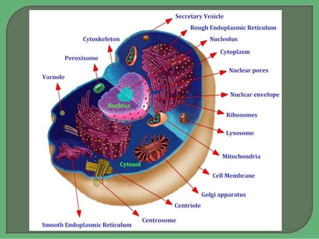 Cell & Its Orgenells