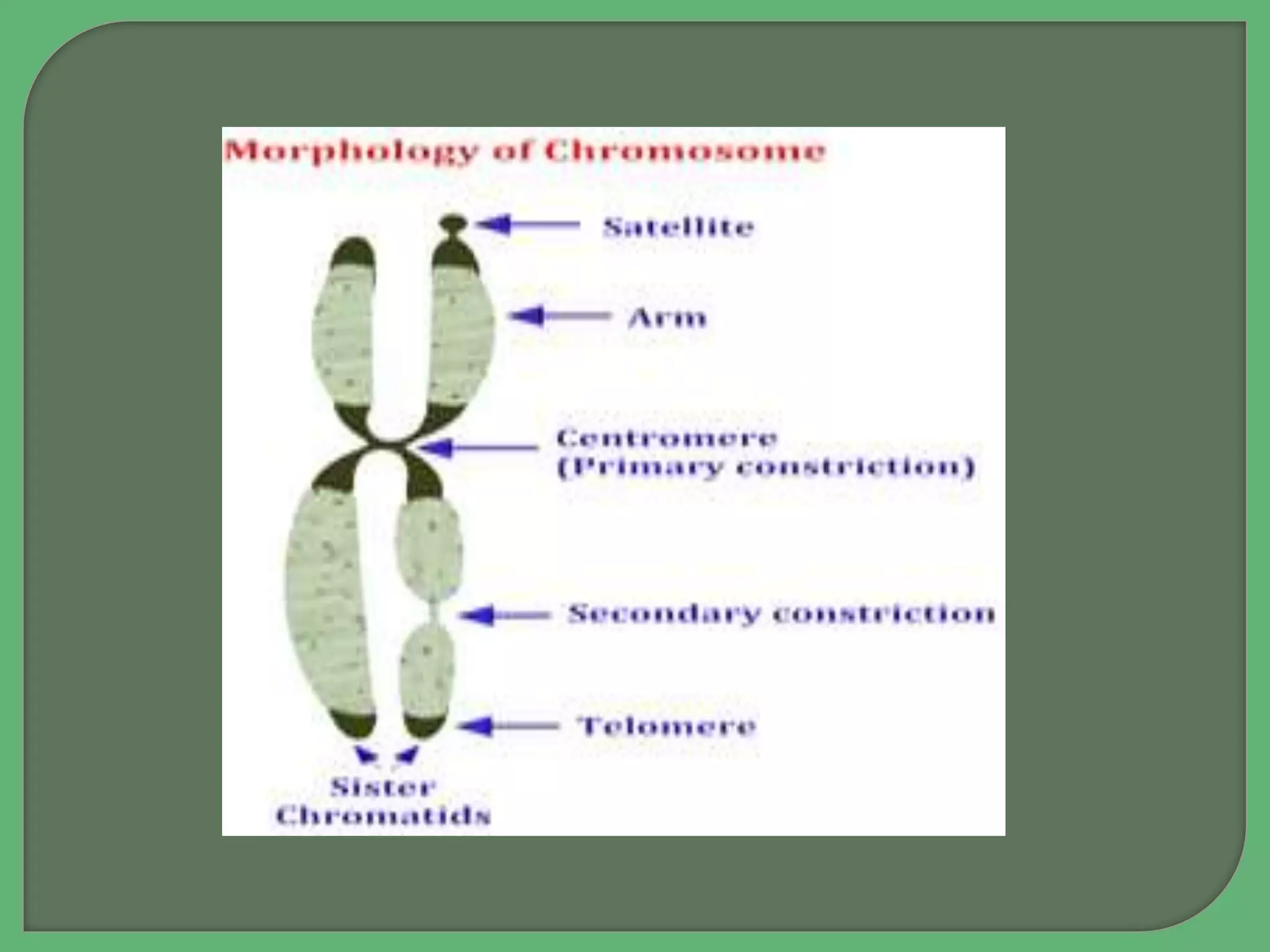 Chromosome and its structure | PPTX