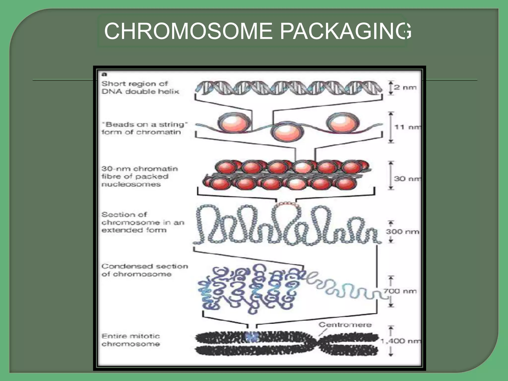Chromosome and its structure | PPTX