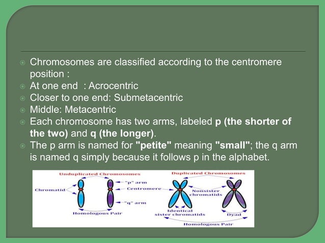 Chromosome and its structure | PPTX