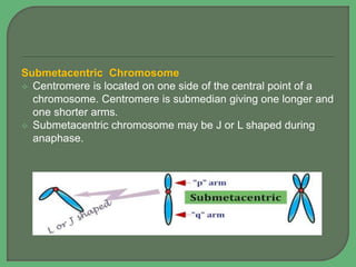 Chromosome and its structure | PPTX