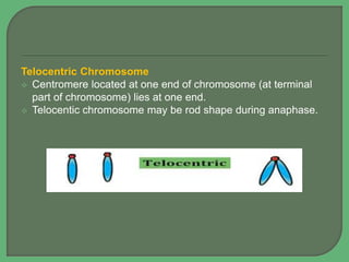 Chromosome and its structure | PPTX