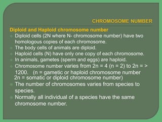 Chromosome and its structure | PPTX
