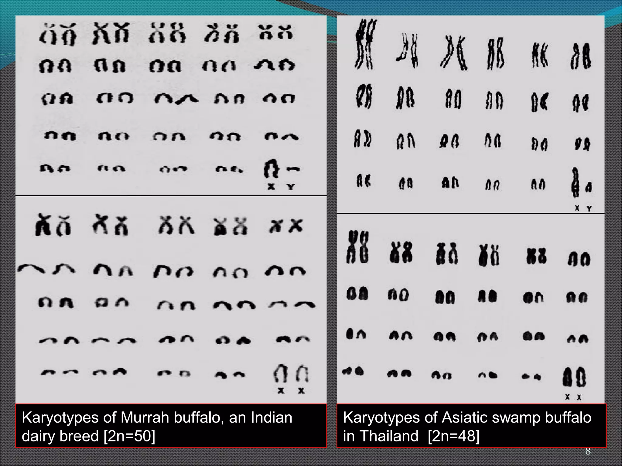 karyotyping and cell division.ppt.. | PPT
