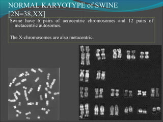 karyotyping and cell division.ppt.. | PPT