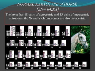karyotyping and cell division.ppt.. | PPT
