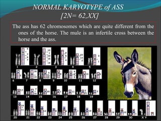 karyotyping and cell division.ppt.. | PPT
