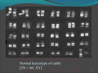 karyotyping and cell division.ppt..