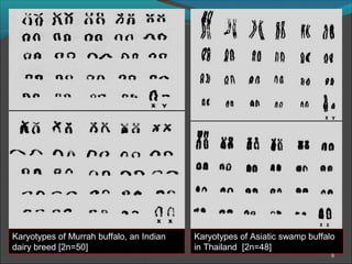 karyotyping and cell division.ppt..