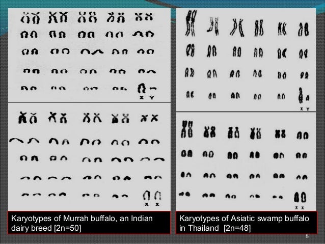 karyotyping and cell division.ppt..