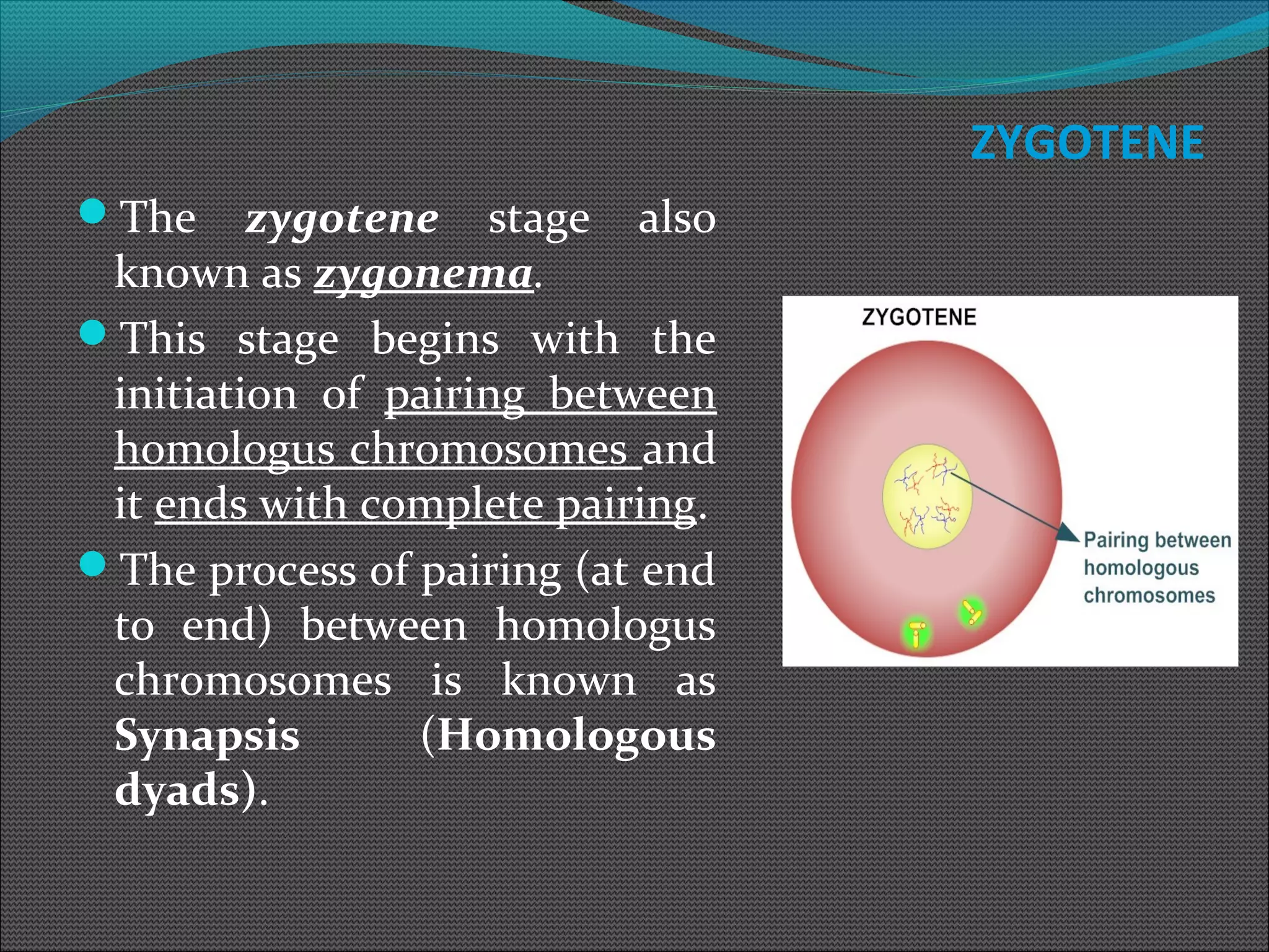 Meiosis.ppt.. | PPT