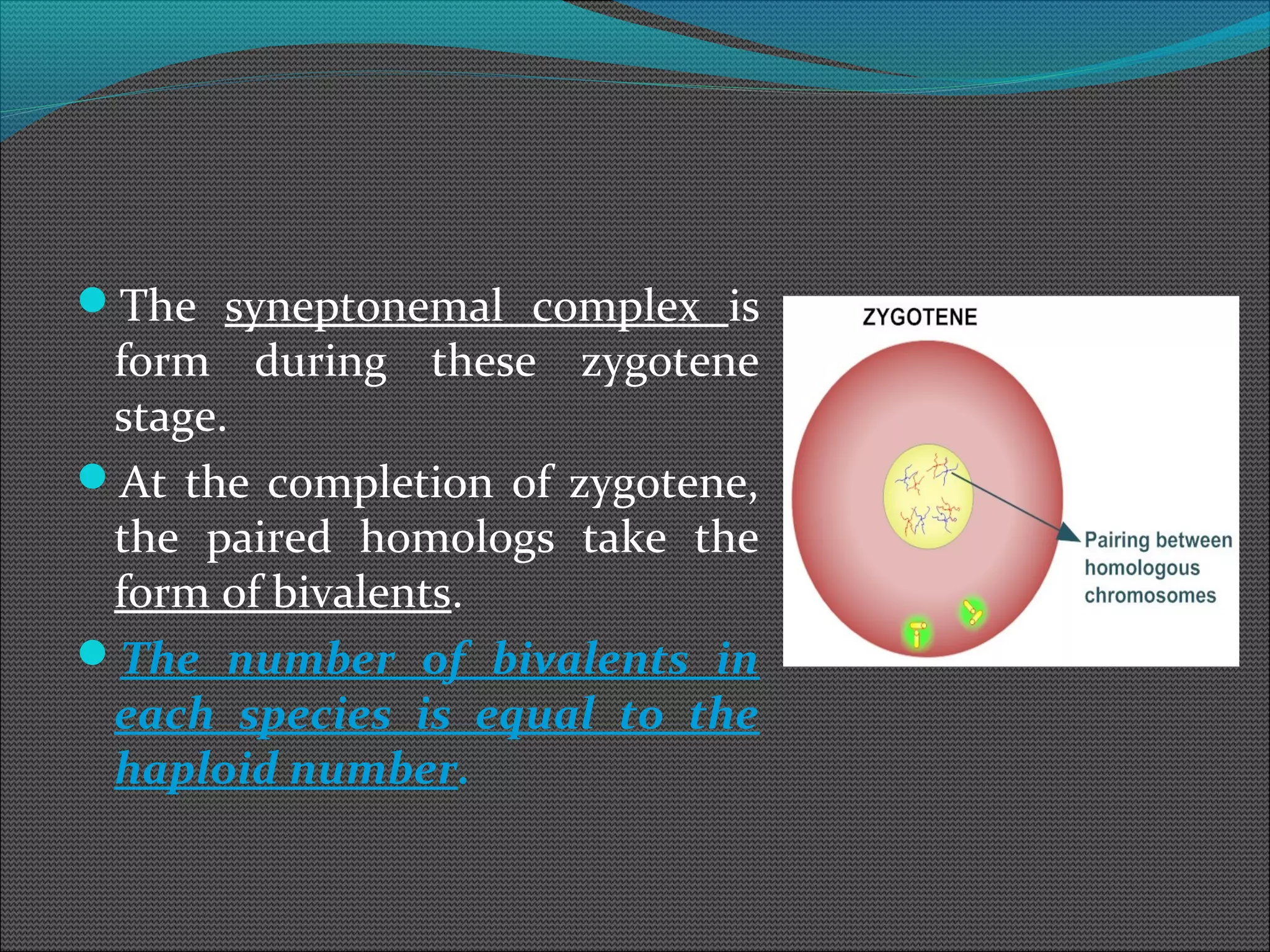 Meiosis.ppt.. | PPT
