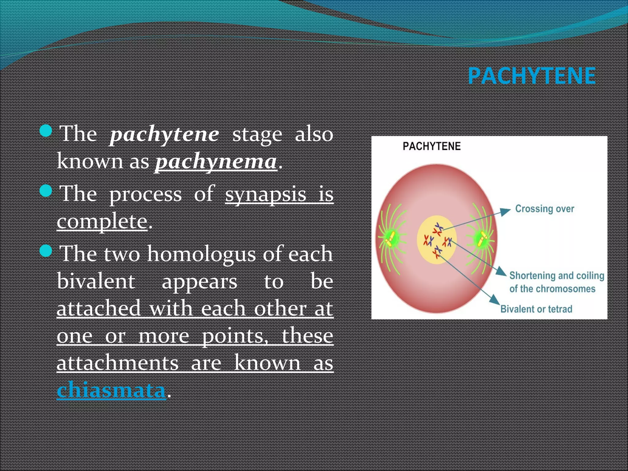 Meiosis.ppt.. | PPT
