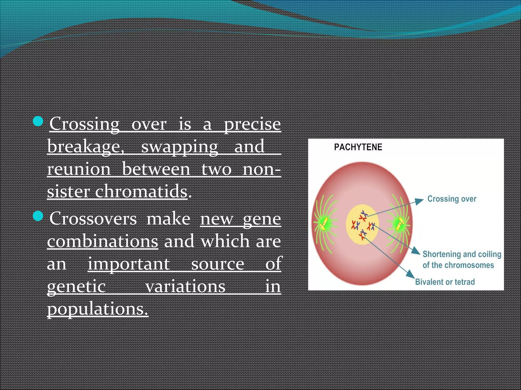 Meiosis.ppt.. | PPT