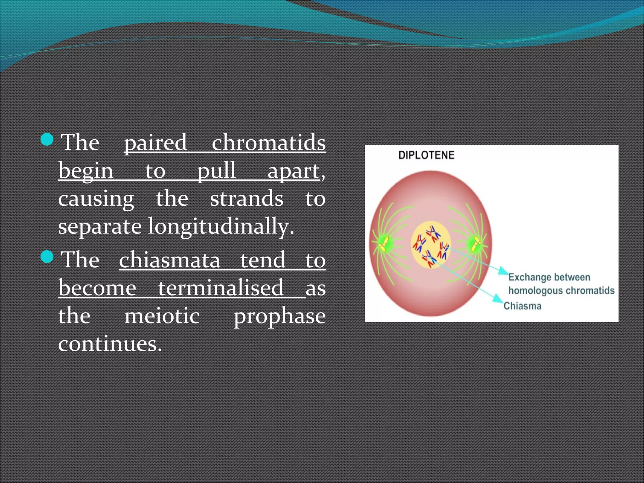 Meiosis.ppt.. | PPT