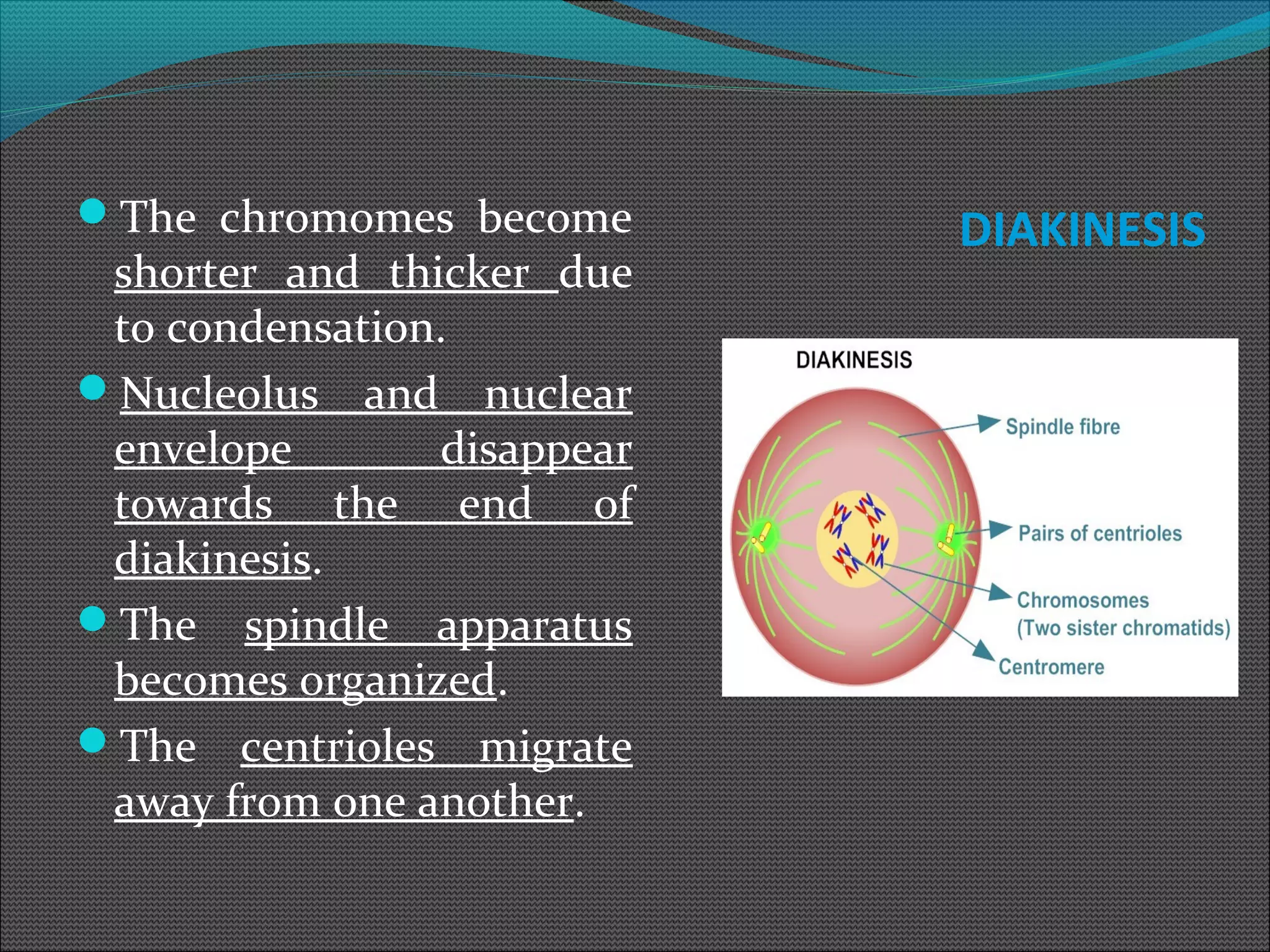 Meiosis.ppt.. | PPT