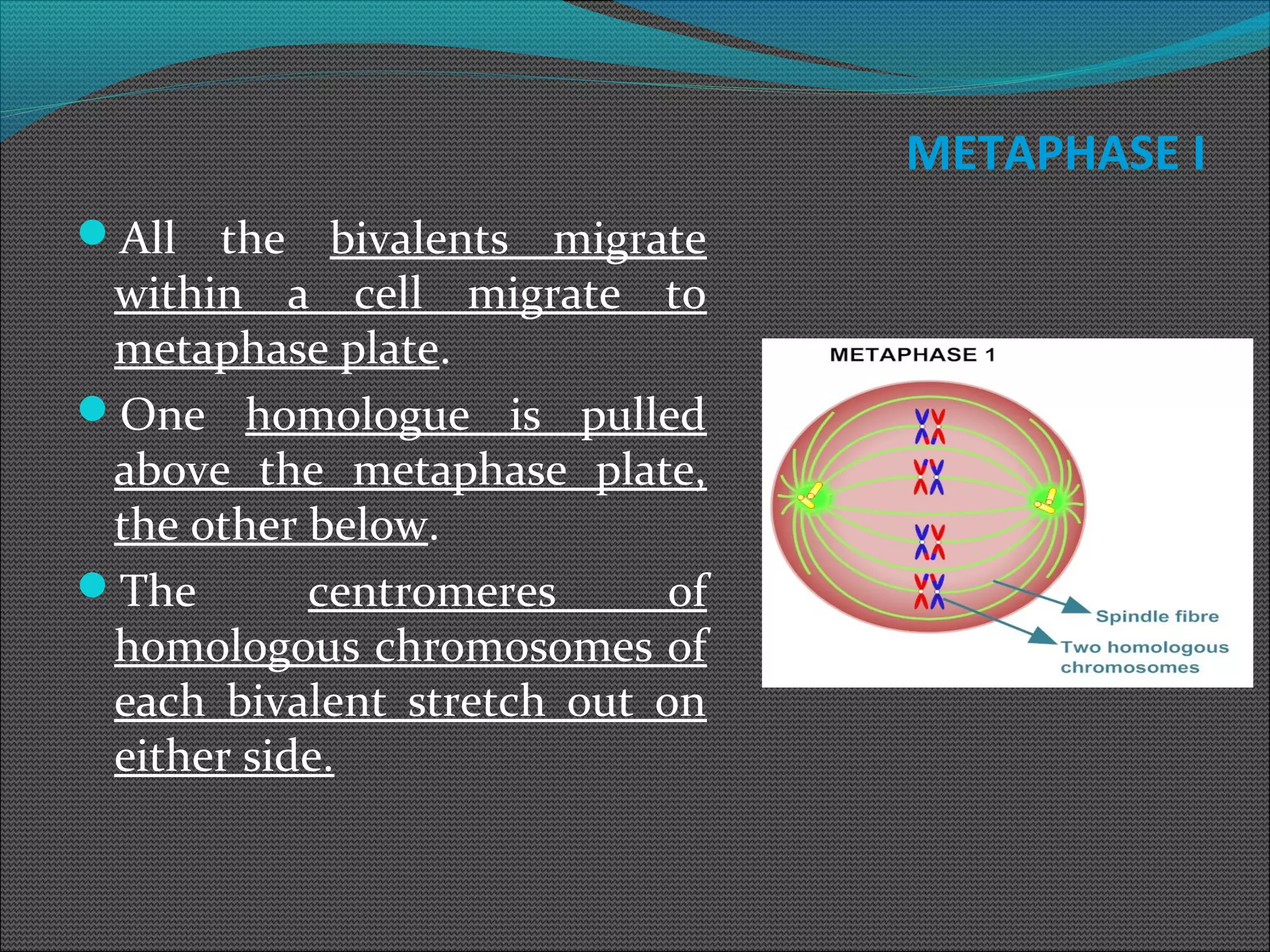 Meiosis.ppt.. | PPT