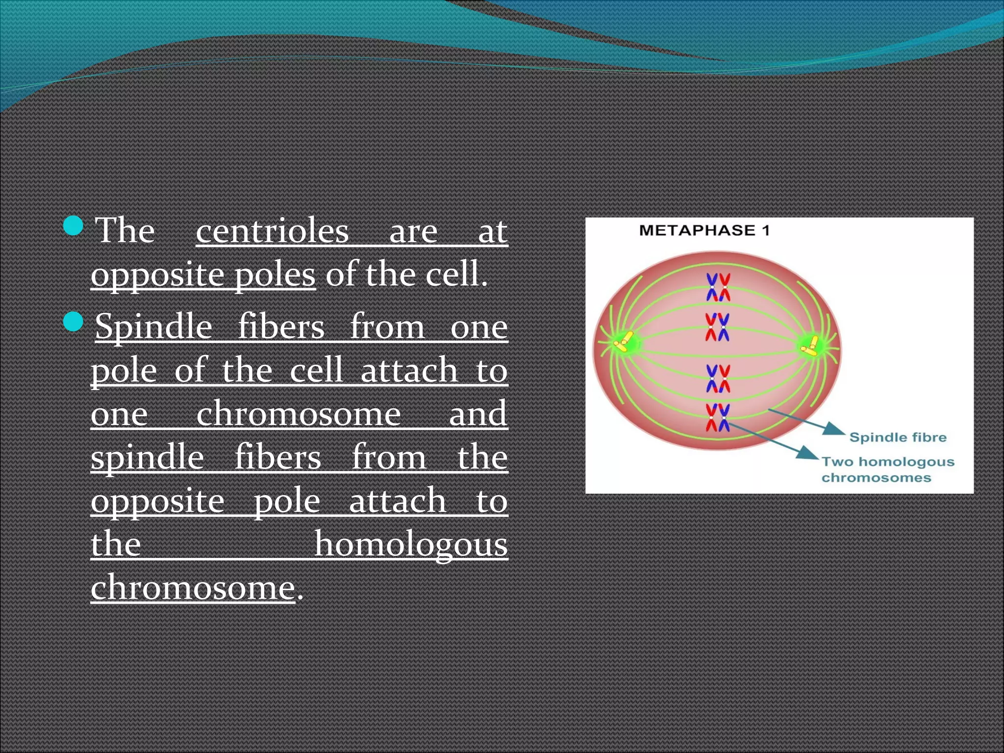 Meiosis.ppt.. | PPT