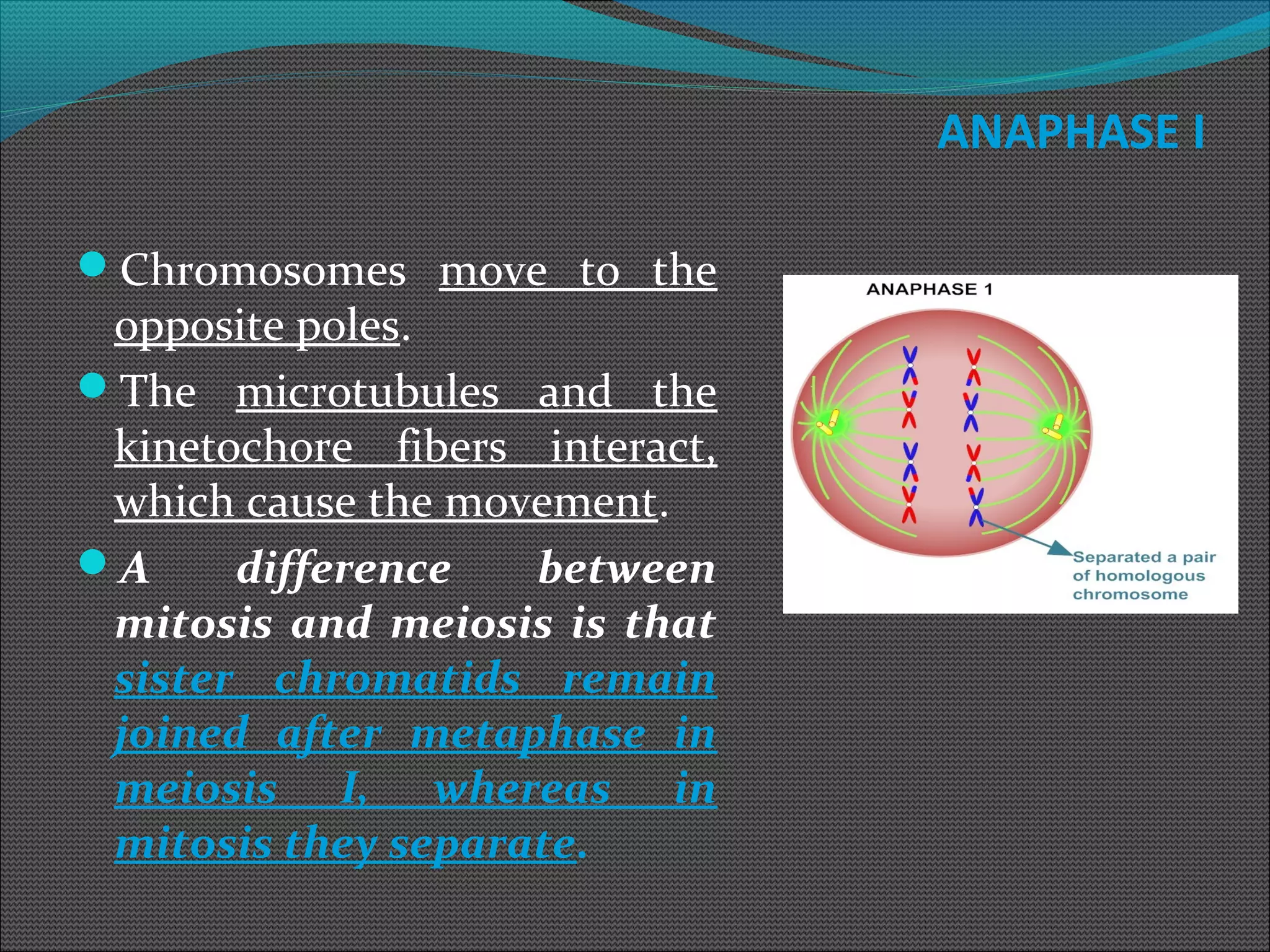 Meiosis.ppt.. | PPT
