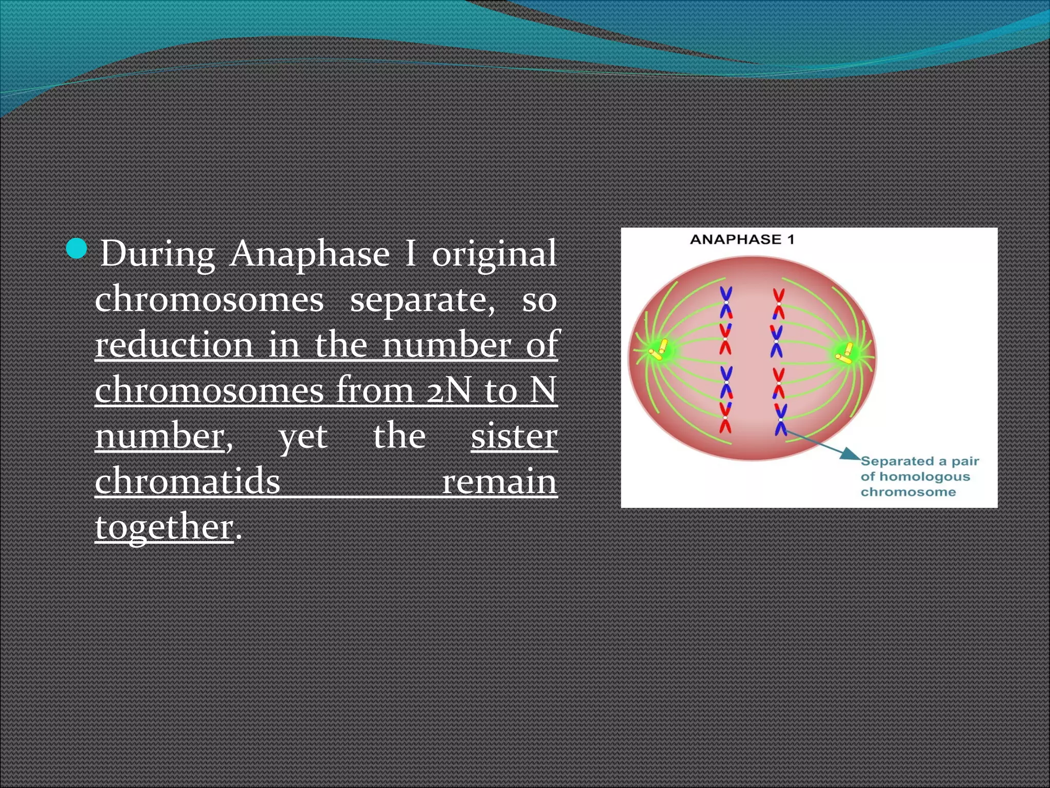 Meiosis.ppt.. | PPT