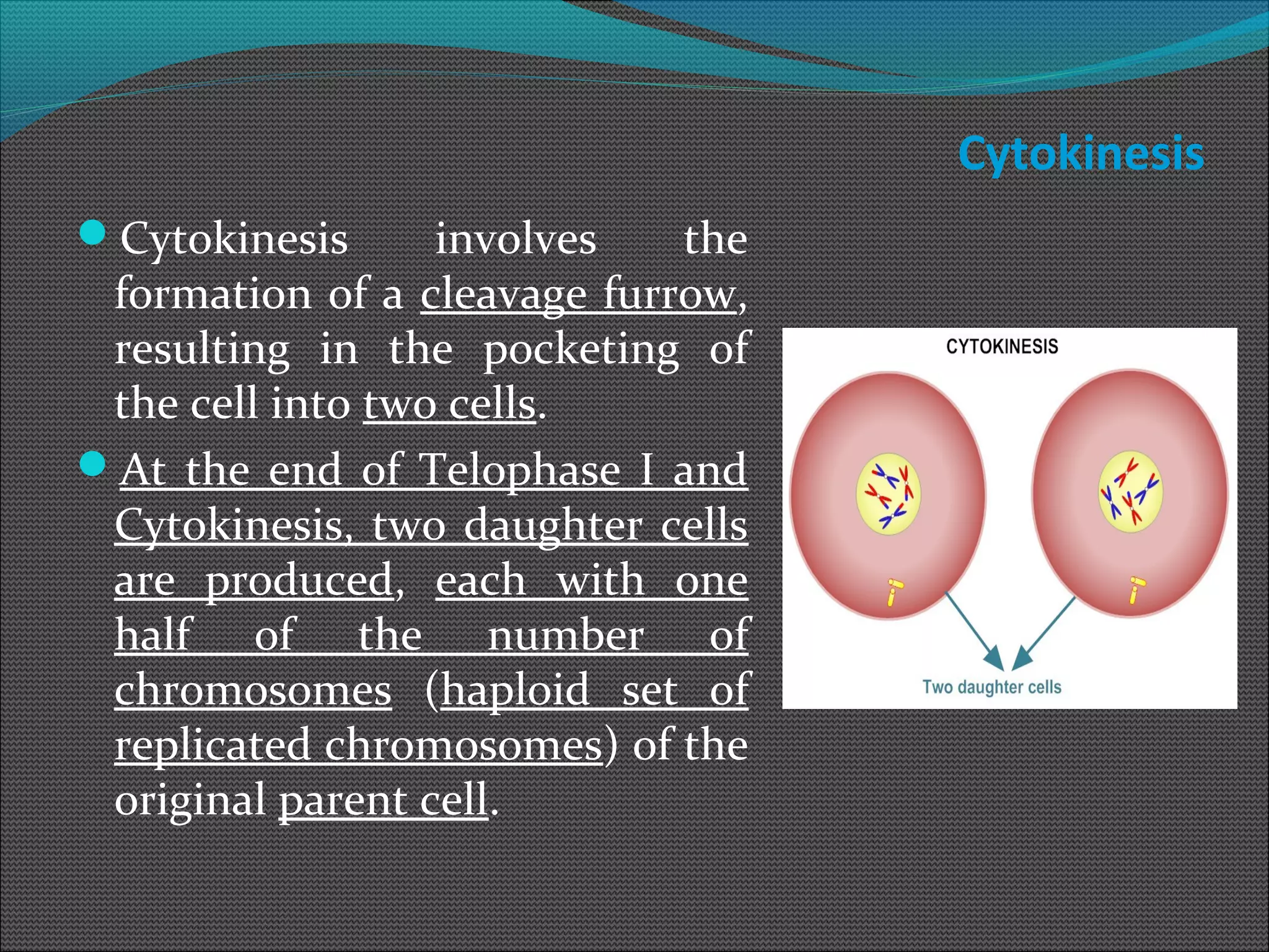 Meiosis.ppt.. | PPT