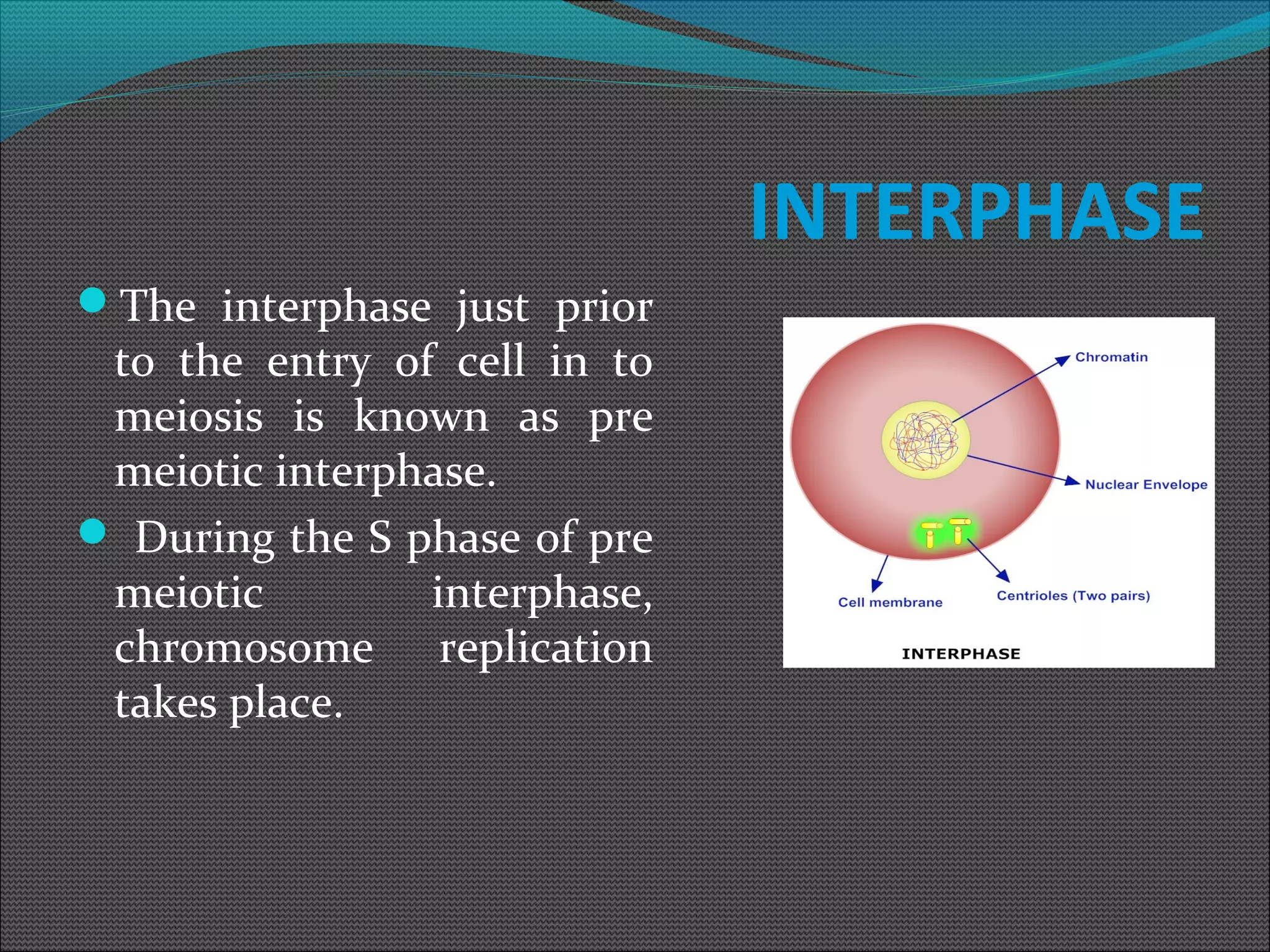 Meiosis.ppt.. | PPT