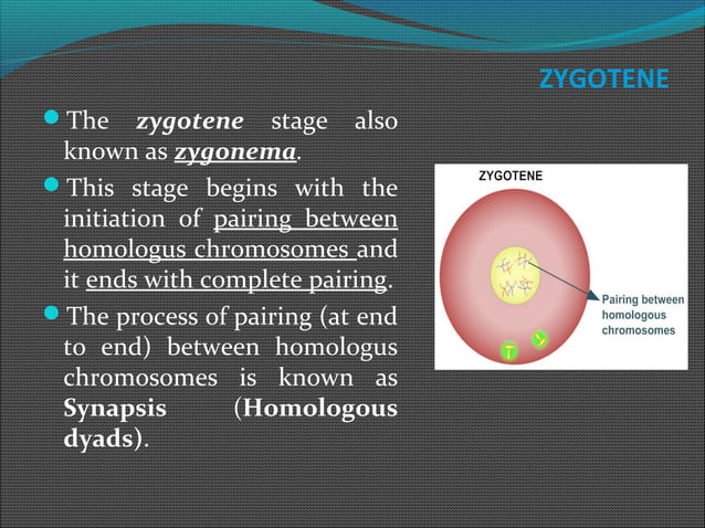 Meiosis.ppt.. | PPT | Infertility | Reproductive Health