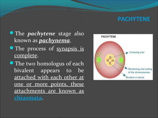 Meiosis.ppt.. | PPT