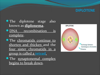 Meiosis.ppt.. | PPT