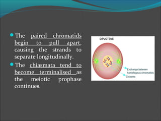 Meiosis.ppt.. | PPT