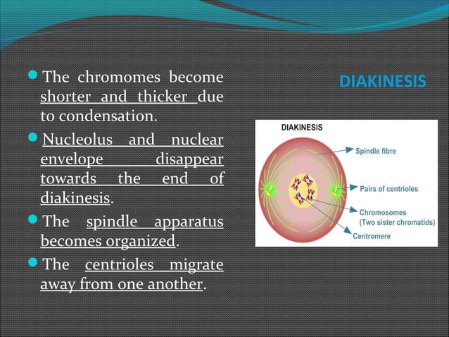 Meiosis.ppt.. | PPT | Infertility | Reproductive Health