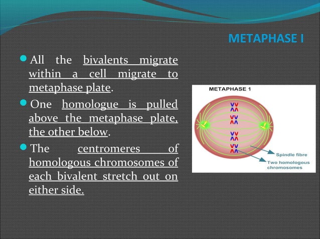 Meiosis.ppt.. | PPT | Infertility | Reproductive Health
