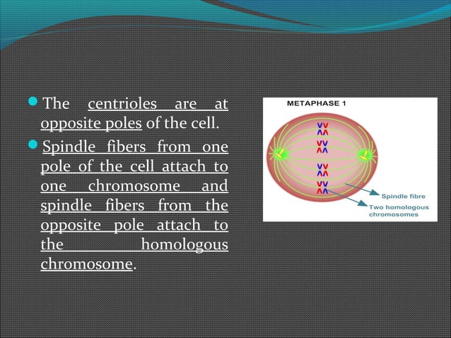 Meiosis.ppt.. | PPT | Infertility | Reproductive Health