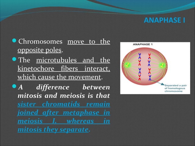 Meiosis.ppt.. | PPT | Infertility | Reproductive Health