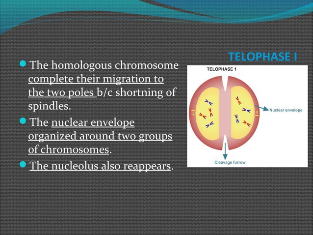 Meiosis.ppt.. | PPT | Infertility | Reproductive Health