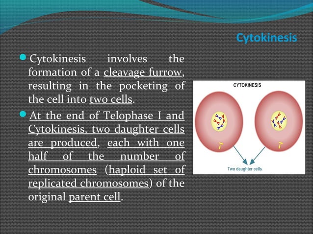 Meiosis.ppt.. | PPT | Infertility | Reproductive Health