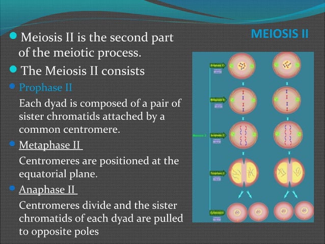 Meiosis.ppt.. | PPT | Infertility | Reproductive Health