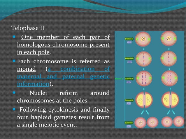 Meiosis.ppt.. | PPT | Infertility | Reproductive Health