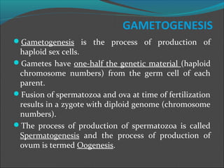 Meiosis.ppt.. | PPT
