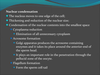 Meiosis.ppt.. | PPT
